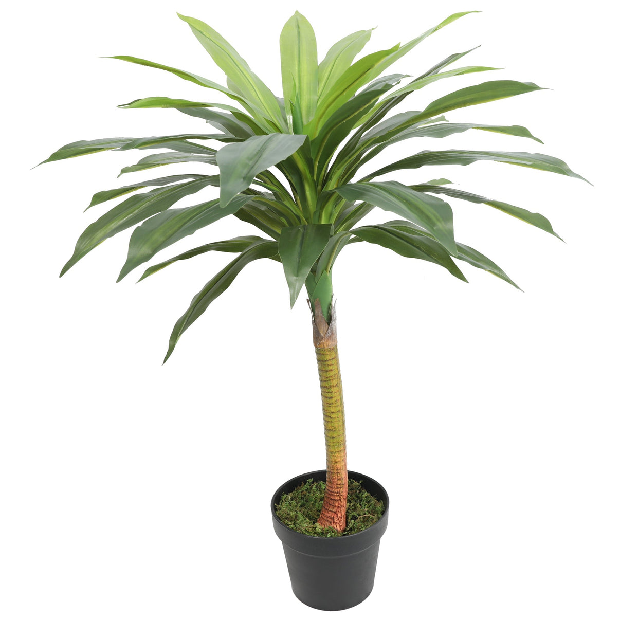 DRACAENA FRAGRANS 75CM – Ashley Homestore Furniture